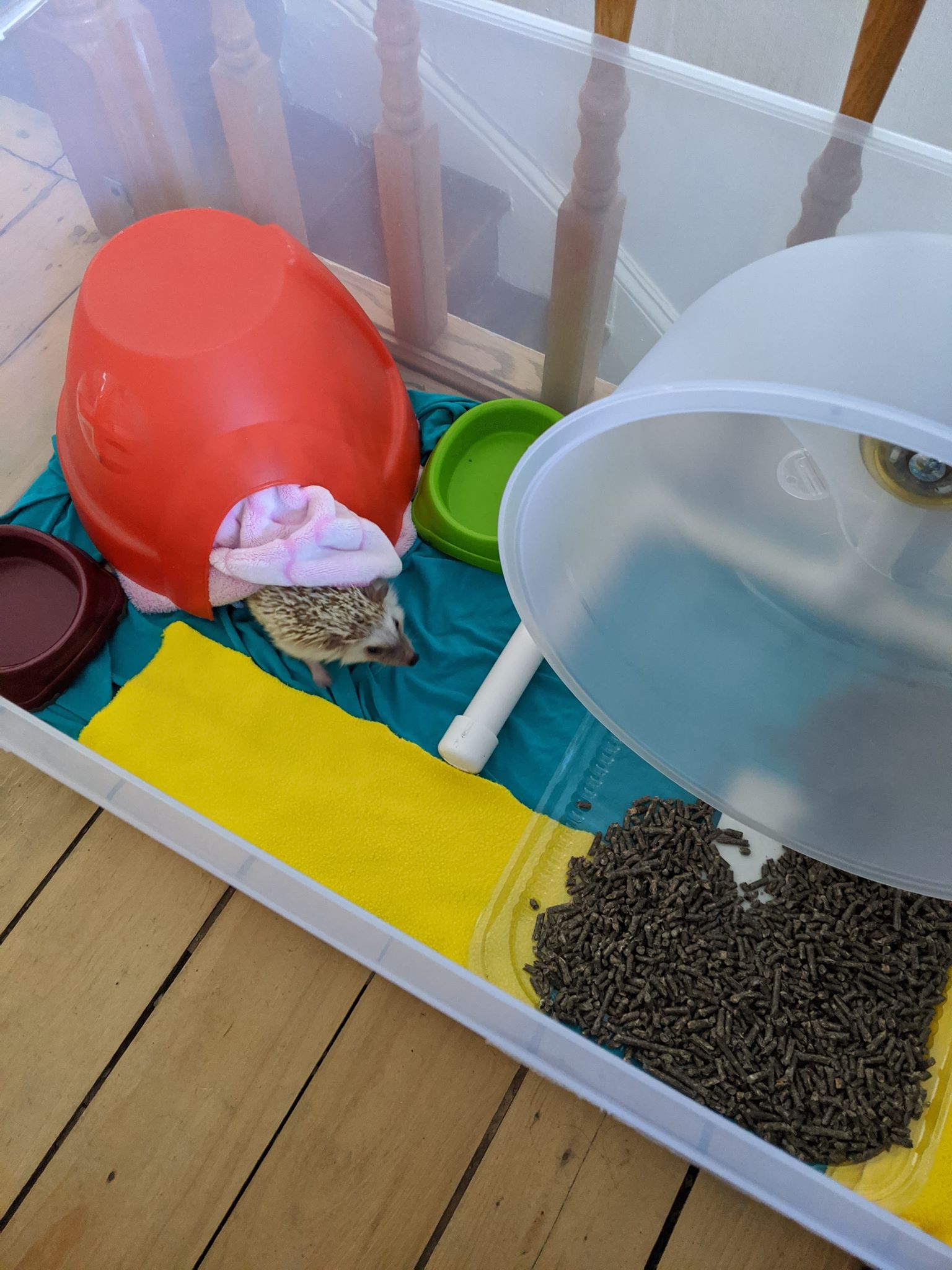 Habitat — Élevage Hérissopy